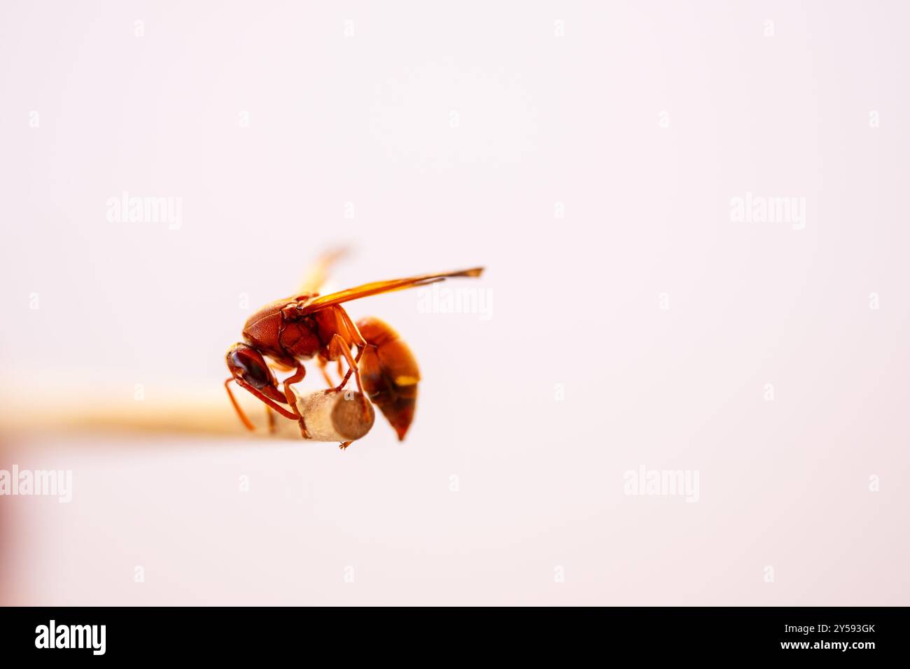 Red orange yellow and black wasp hi-res stock photography and images ...