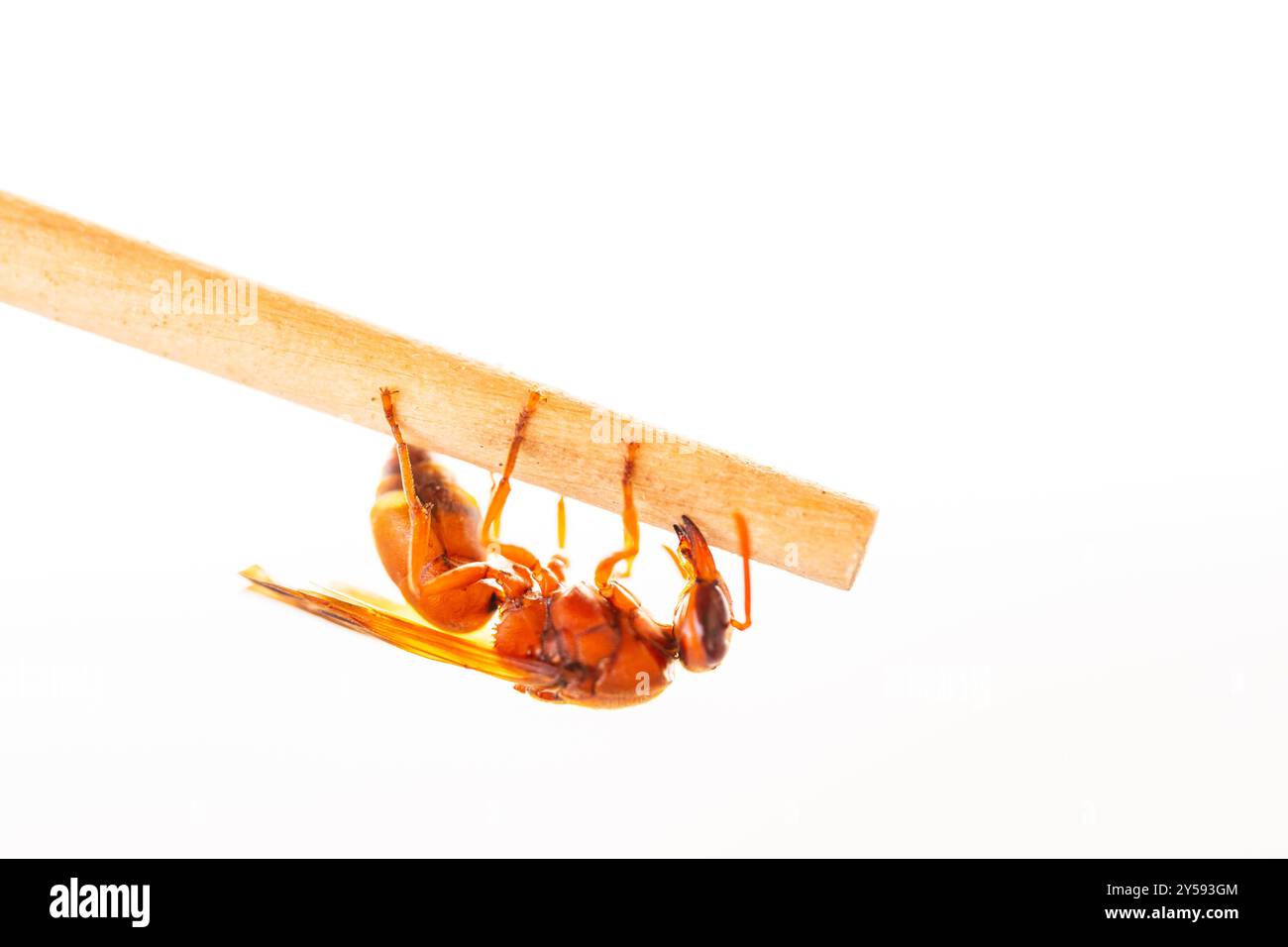 Perched grass Cut Out Stock Images & Pictures - Alamy