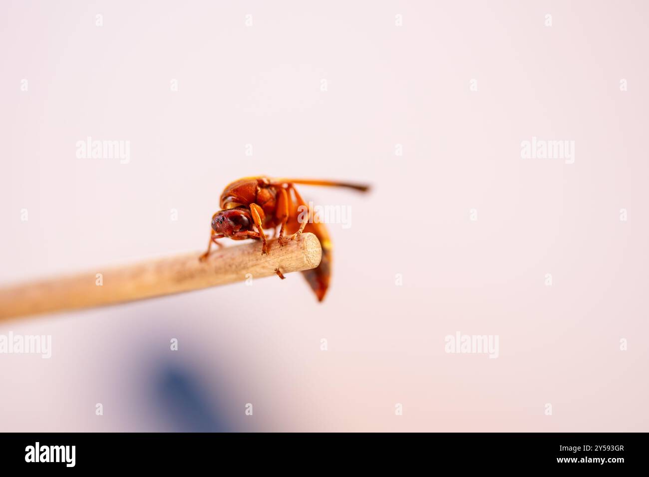 red wasp perched on a stick Stock Photo - Alamy