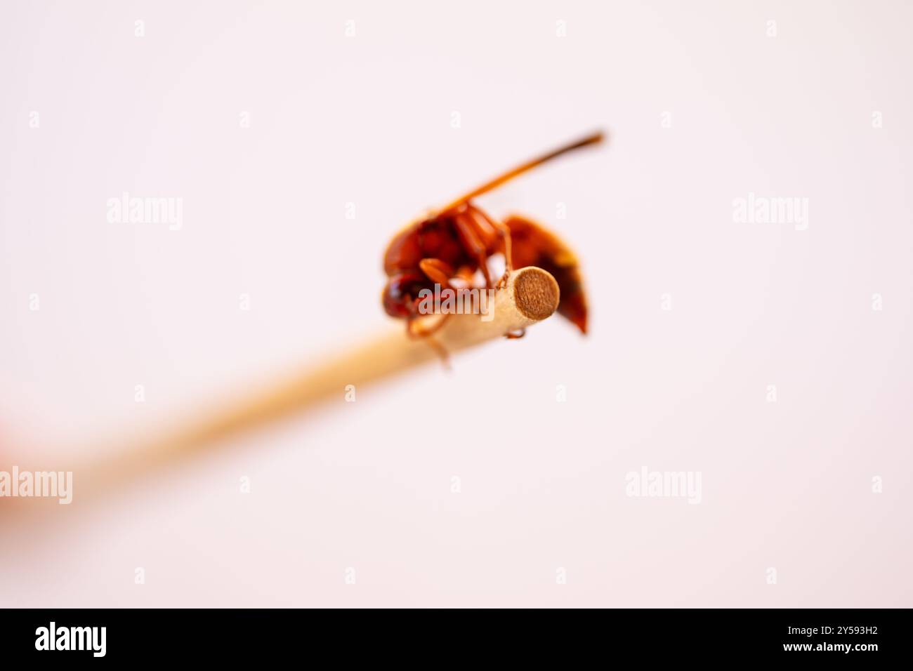 red wasp perched on a stick Stock Photo - Alamy