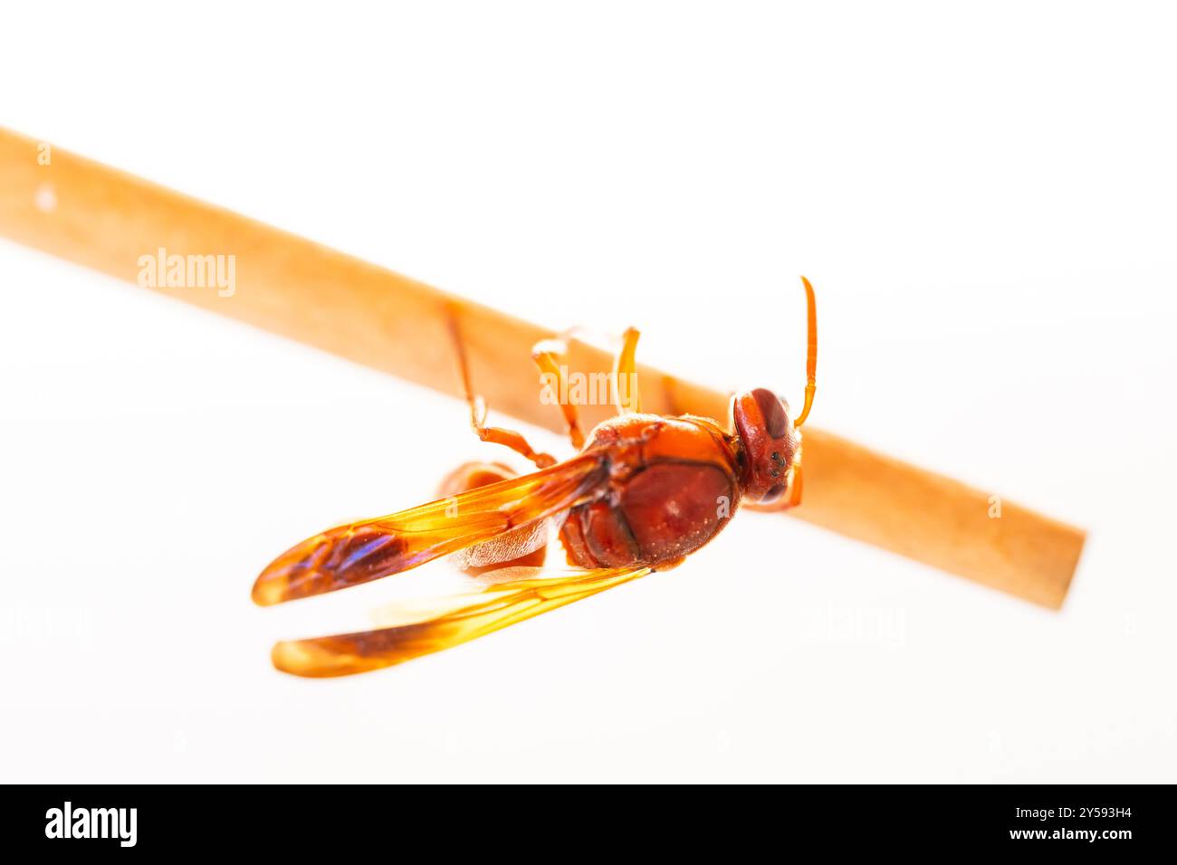 Bee wasp predator Cut Out Stock Images & Pictures - Alamy