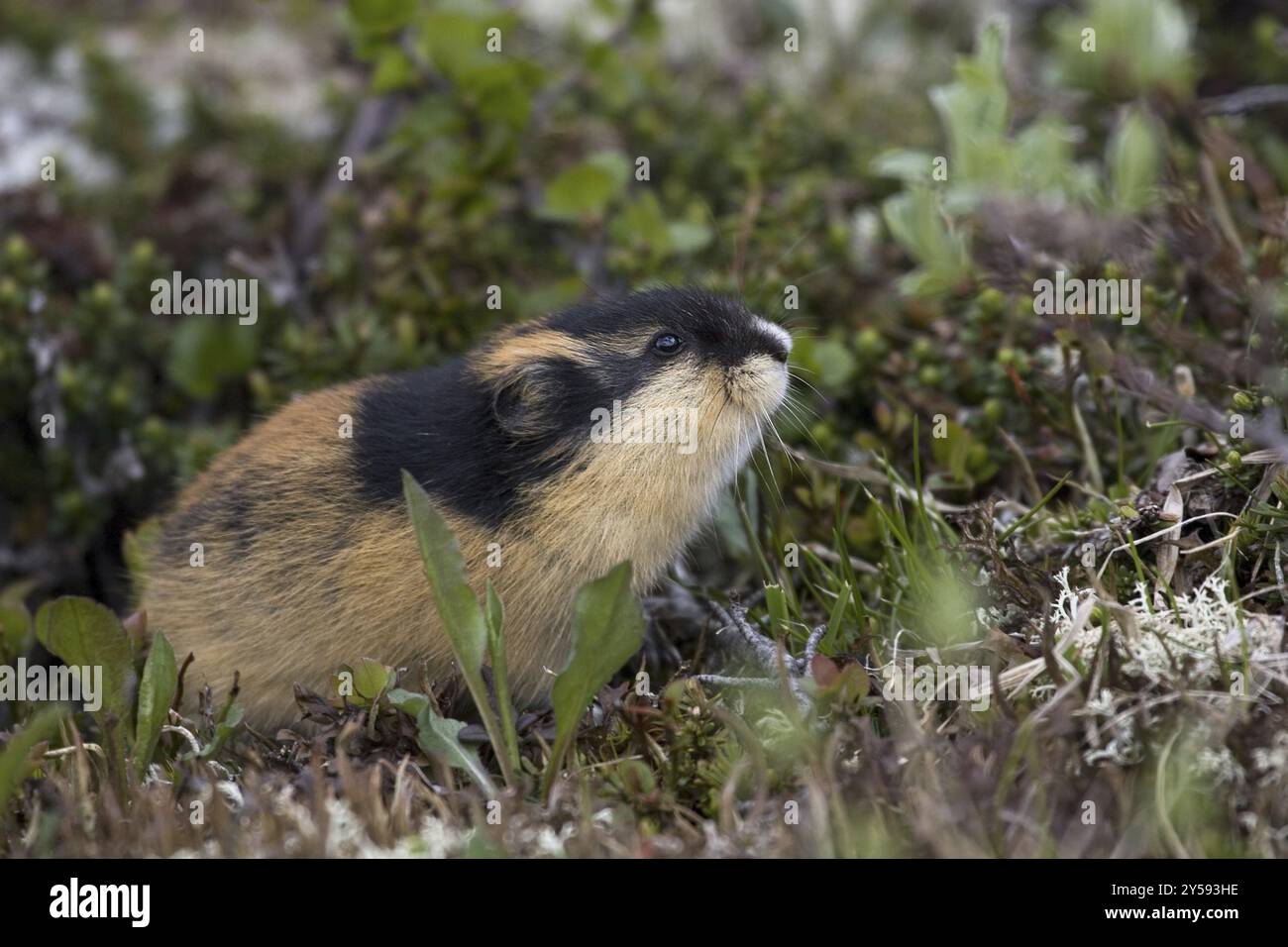 Lemmings lemming hi-res stock photography and images - Alamy