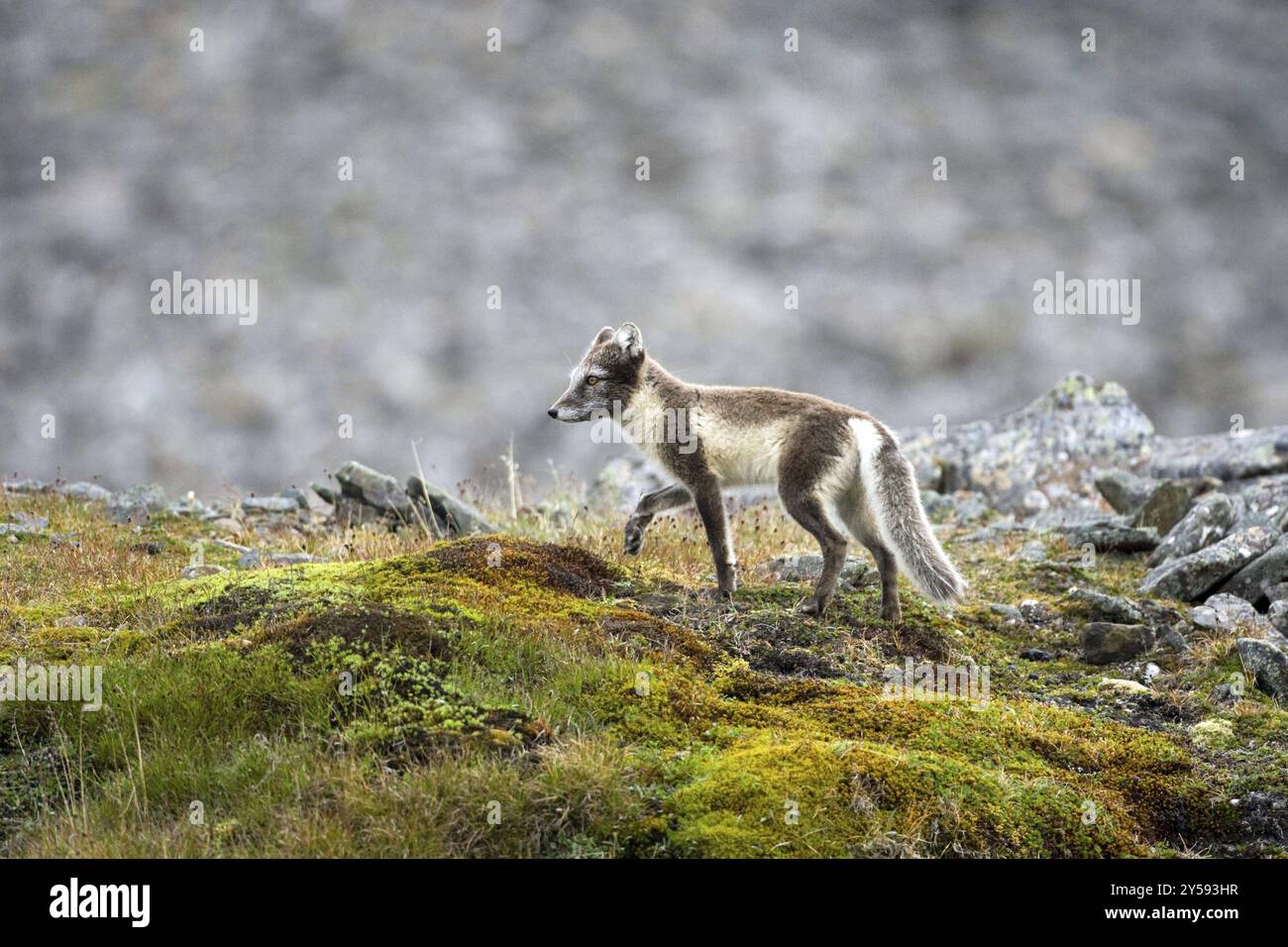 Arctic fox, (Alopex lagopus), summer fur, foraging, young animal, baby ...