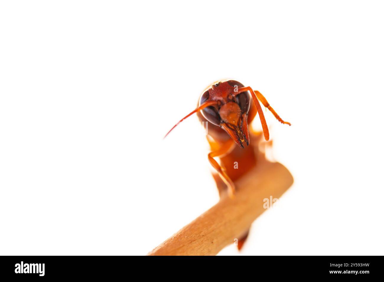 red wasp perched on a stick Stock Photo - Alamy
