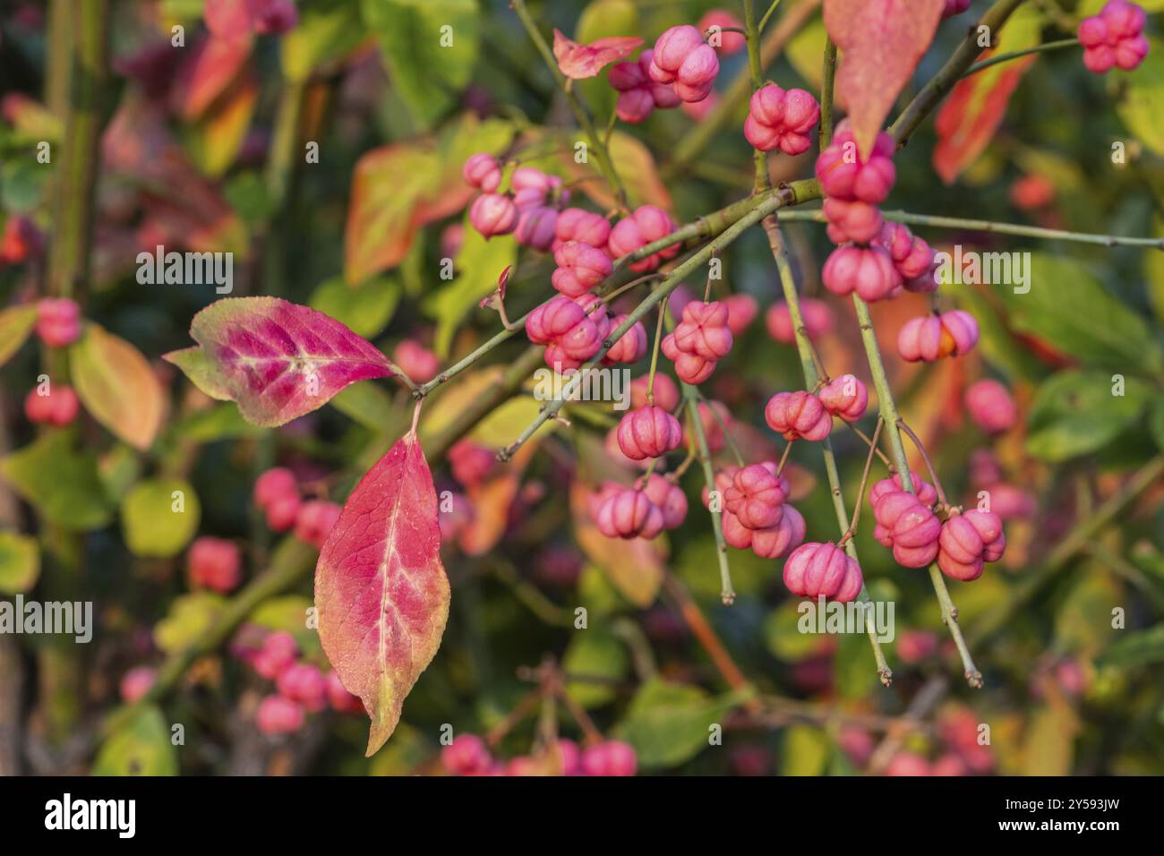 European spindle bush (Euonymus europaeus), Emsland, Lower Saxony ...