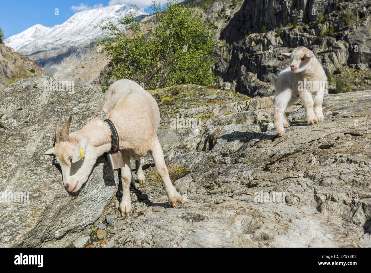 Goat (Capra) with baby in the Swiss Alps, mother, child, Valais ...