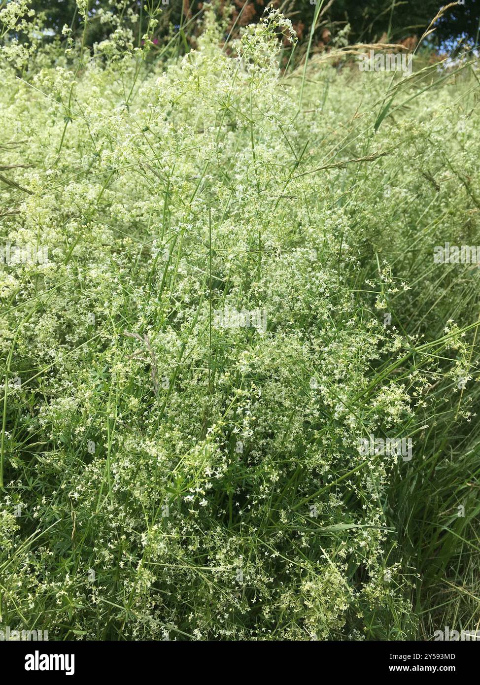 white bedstraw (Galium album) Plantae Stock Photo - Alamy