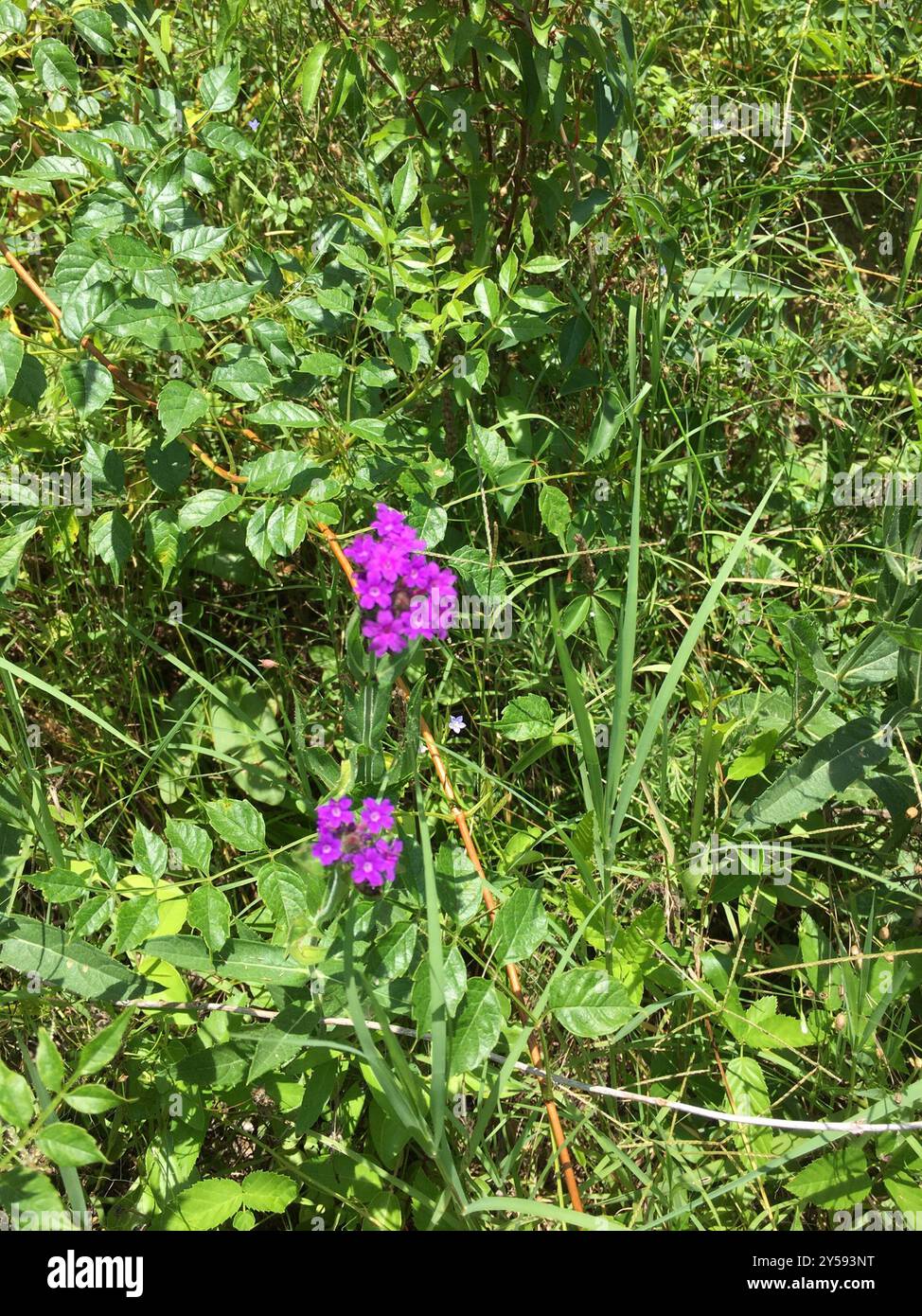 Slender Vervain (Verbena rigida) Plantae Stock Photo - Alamy