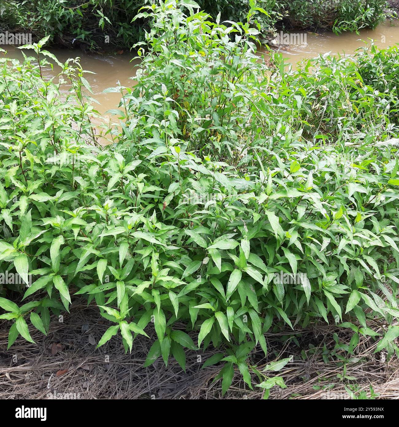 waterpepper (Persicaria hydropiper) Plantae Stock Photo - Alamy