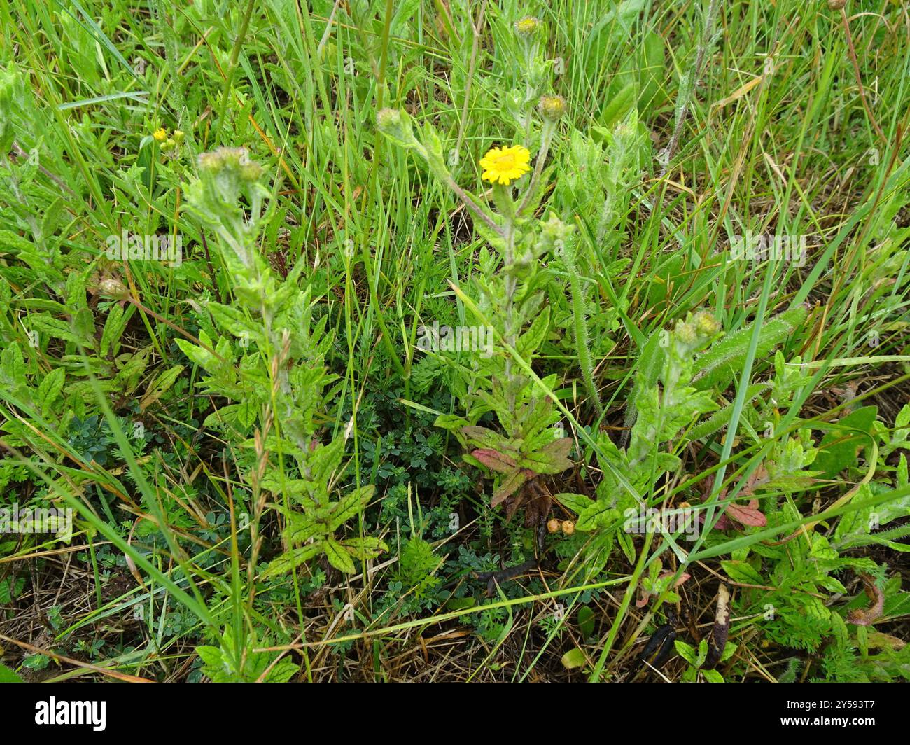 Common Fleabane (Pulicaria dysenterica) Plantae Stock Photo - Alamy