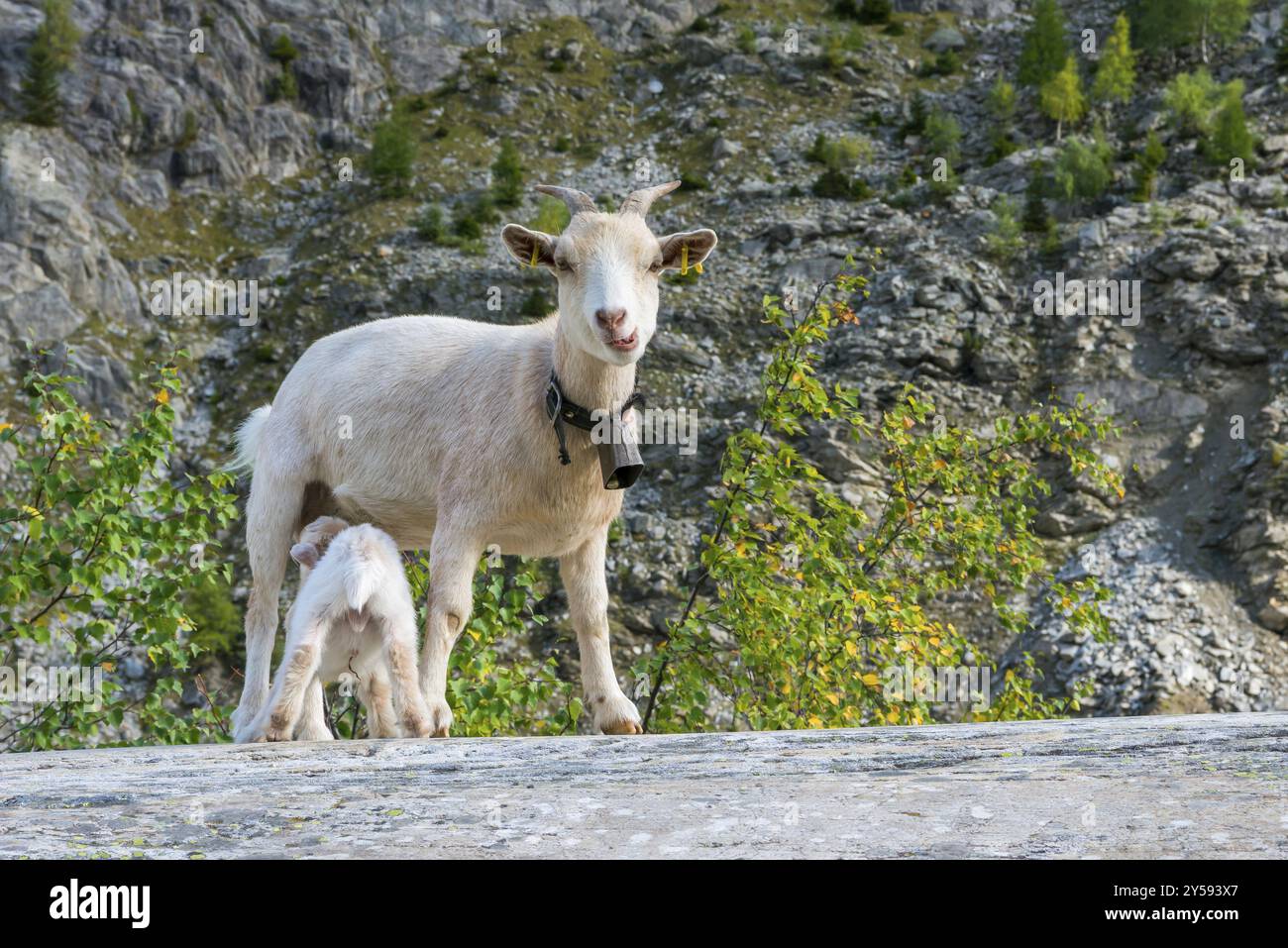 Goat (Capra) with baby in the Swiss Alps, mother, child, Valais ...