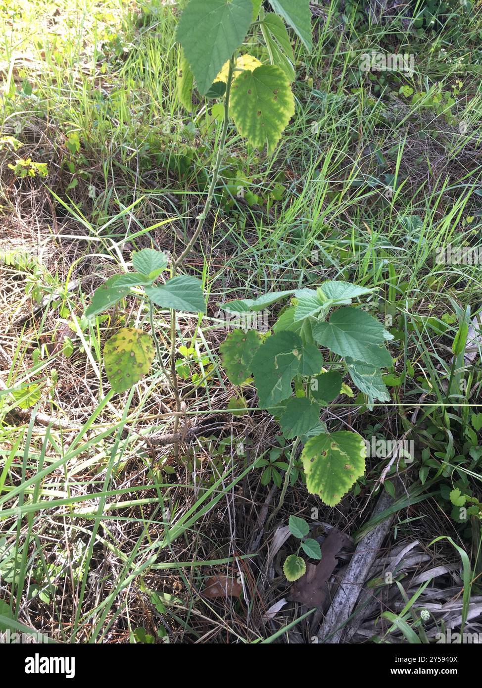 flannel weed (Sida cordifolia) Plantae Stock Photo - Alamy