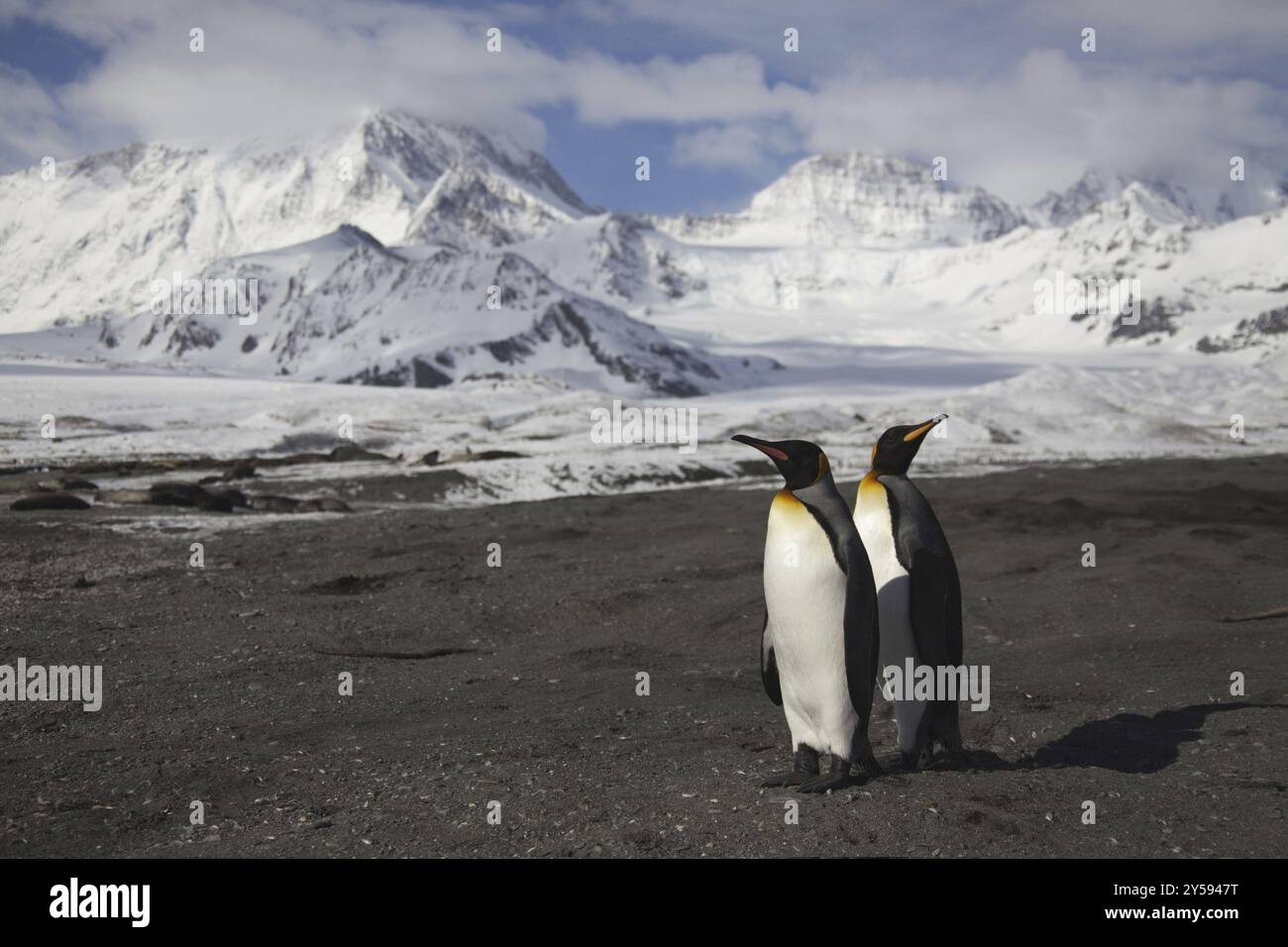 King Penguin, (AApenodytes patagonicus), Falkland Islands, Antarctica ...