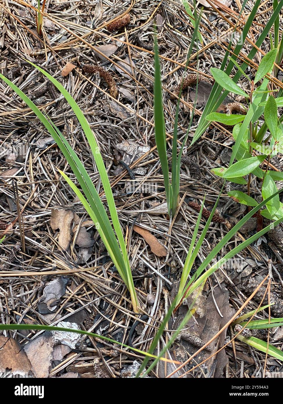 Sandhill Dwarf Iris (Iris verna verna) Plantae Stock Photo - Alamy