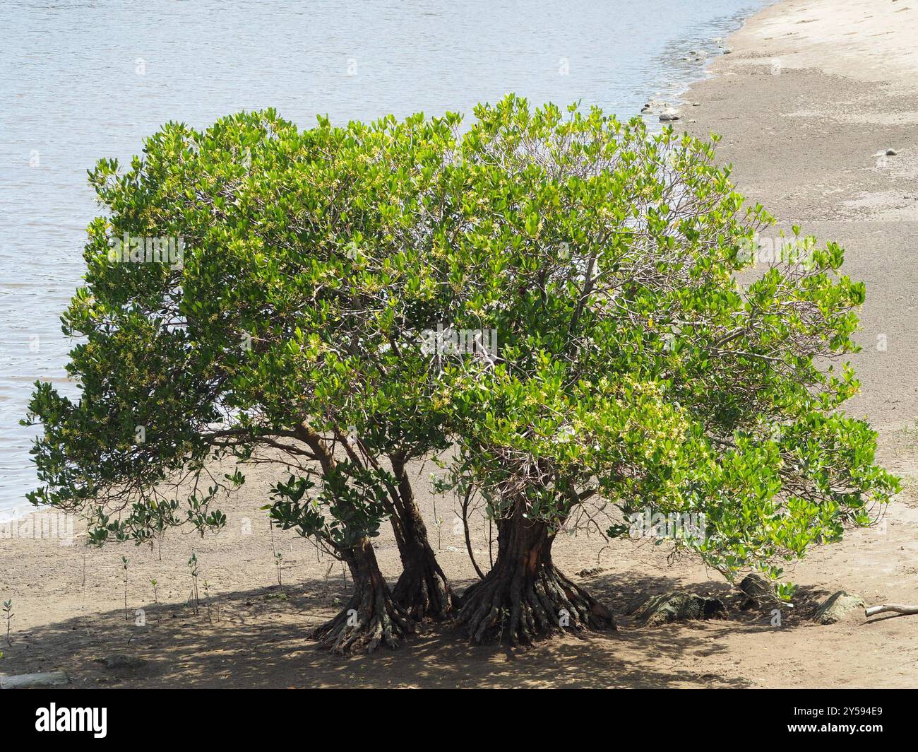 (Kandelia obovata) Plantae Stock Photo - Alamy