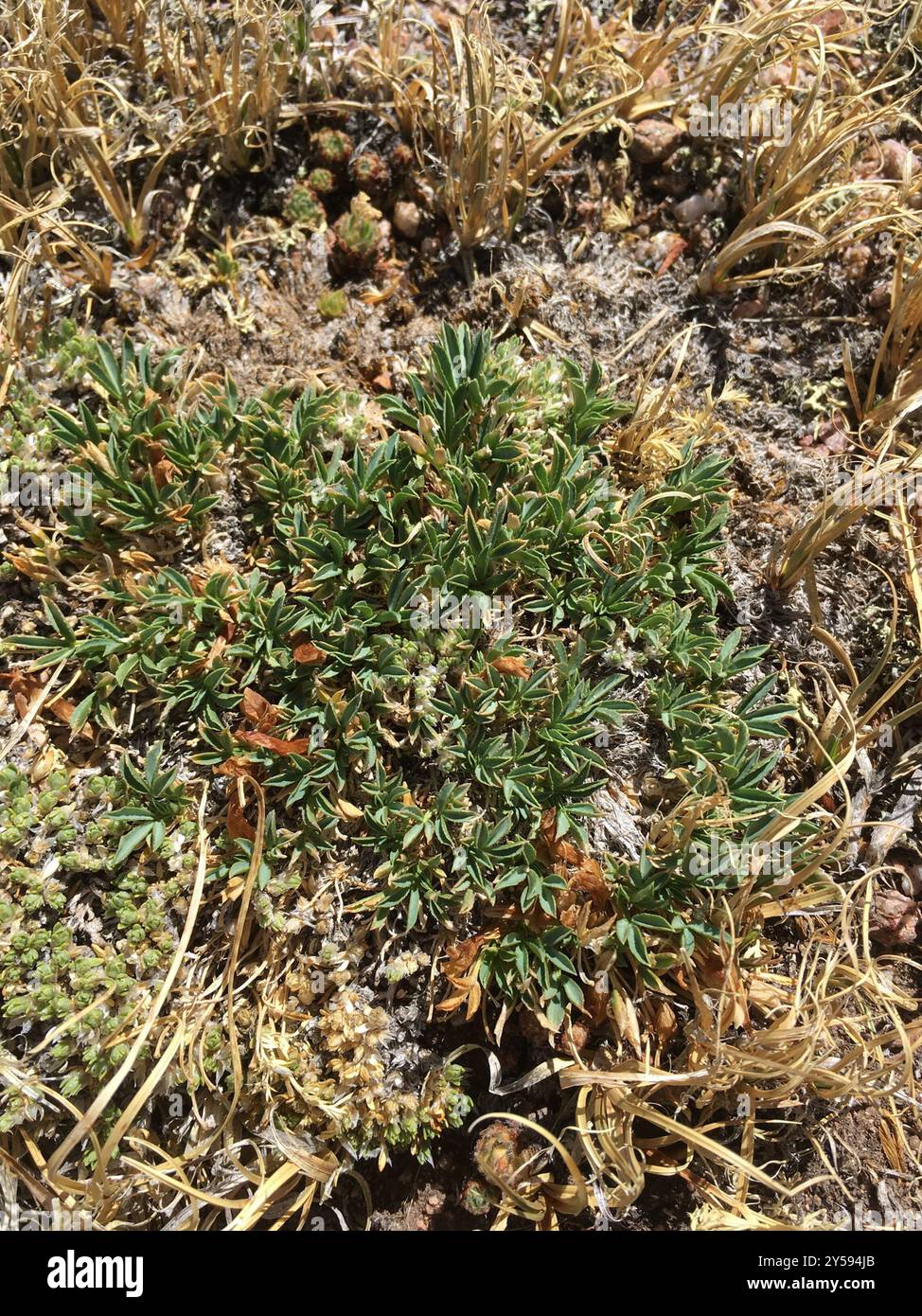 Dwarf Clover (Trifolium nanum) Plantae Stock Photo - Alamy