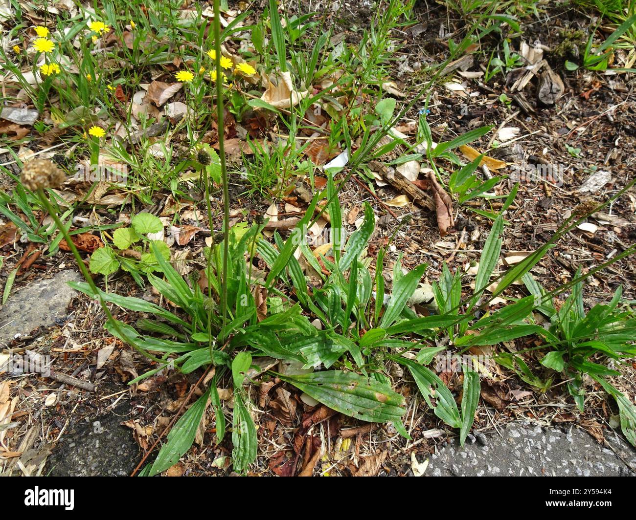 ribwort plantain (Plantago lanceolata) Plantae Stock Photo - Alamy
