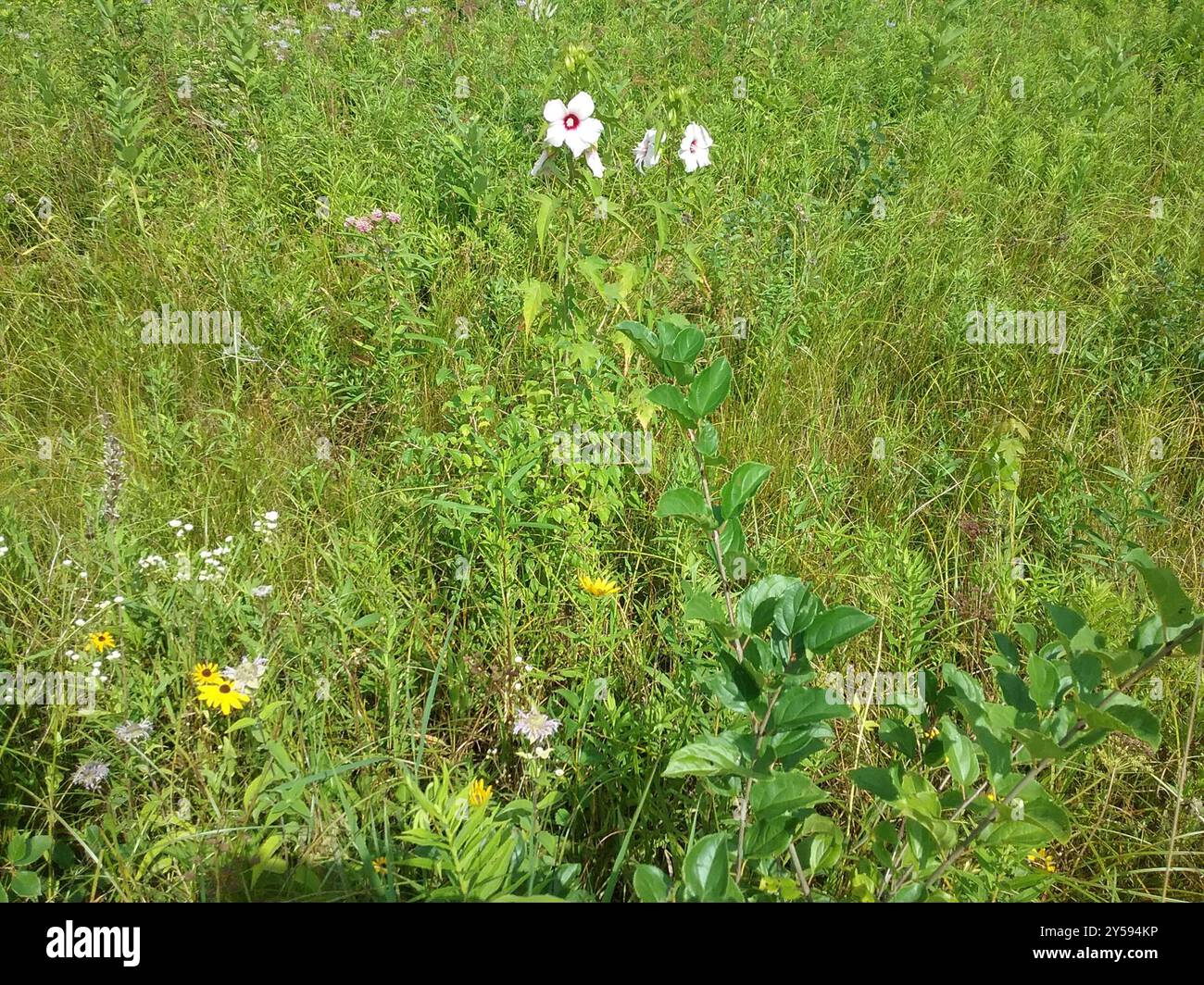 Halberd-leaf Rosemallow (Hibiscus laevis) Plantae Stock Photo - Alamy