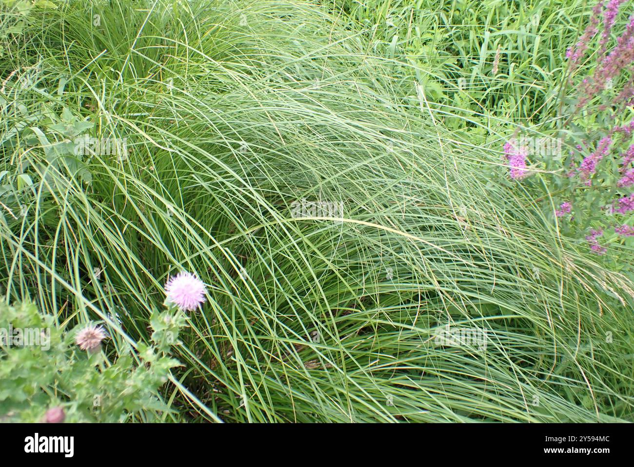 Greater tussock sedge carex paniculata hi-res stock photography and ...