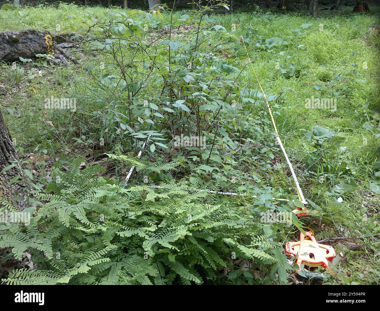 Slim-flower Muhly (Muhlenbergia tenuiflora) Plantae Stock Photo - Alamy