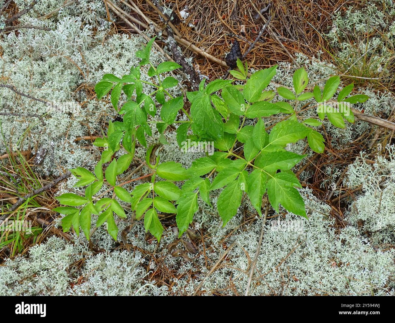 bristly sarsaparilla (Aralia hispida) Plantae Stock Photo - Alamy