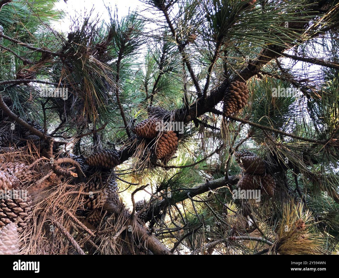 Monterey pine (Pinus radiata) Plantae Stock Photo - Alamy