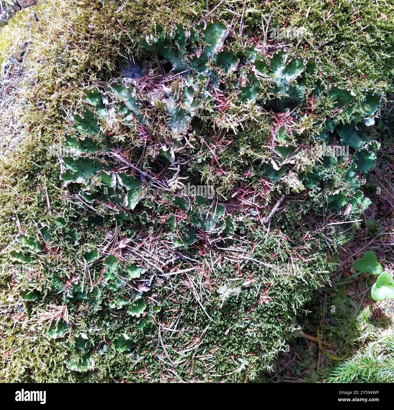 ruffled freckled pelt lichen (Peltigera leucophlebia) Fungi Stock Photo ...