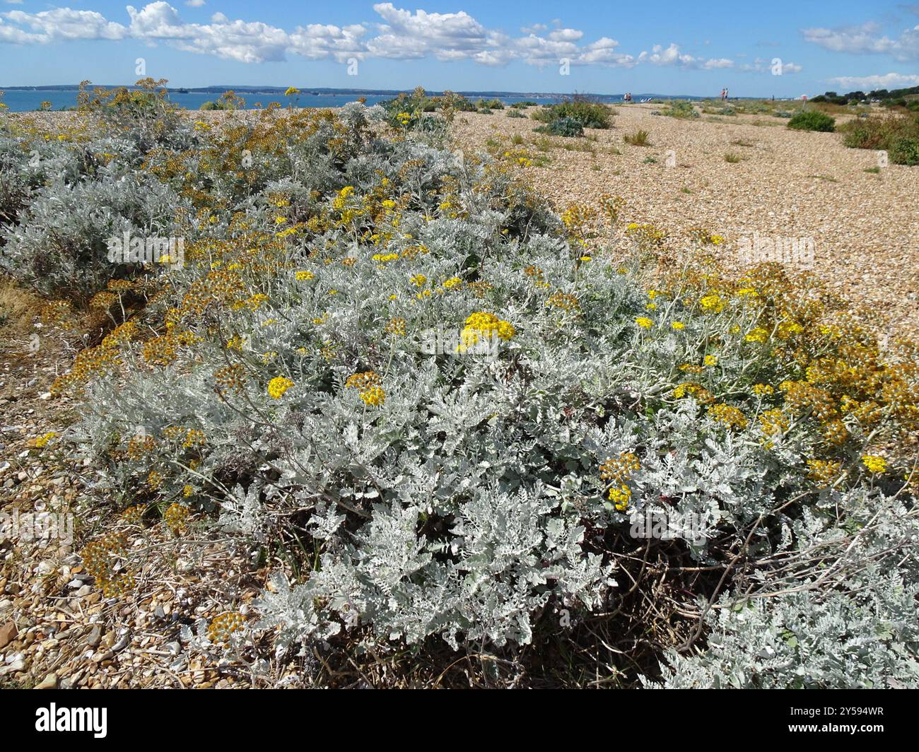 Dusty miller (Jacobaea maritima) Plantae Stock Photo - Alamy