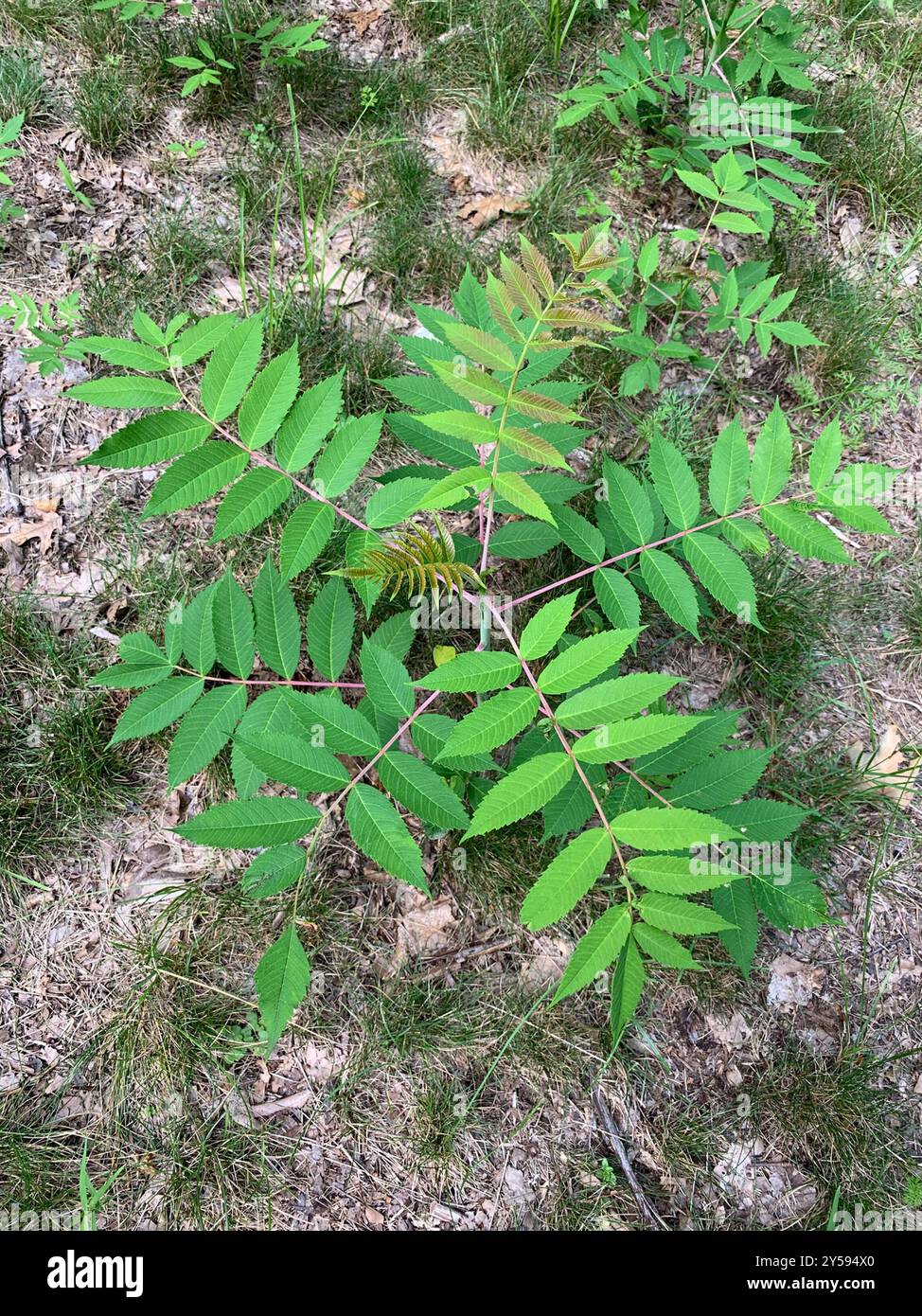 smooth sumac (Rhus glabra) Plantae Stock Photo - Alamy