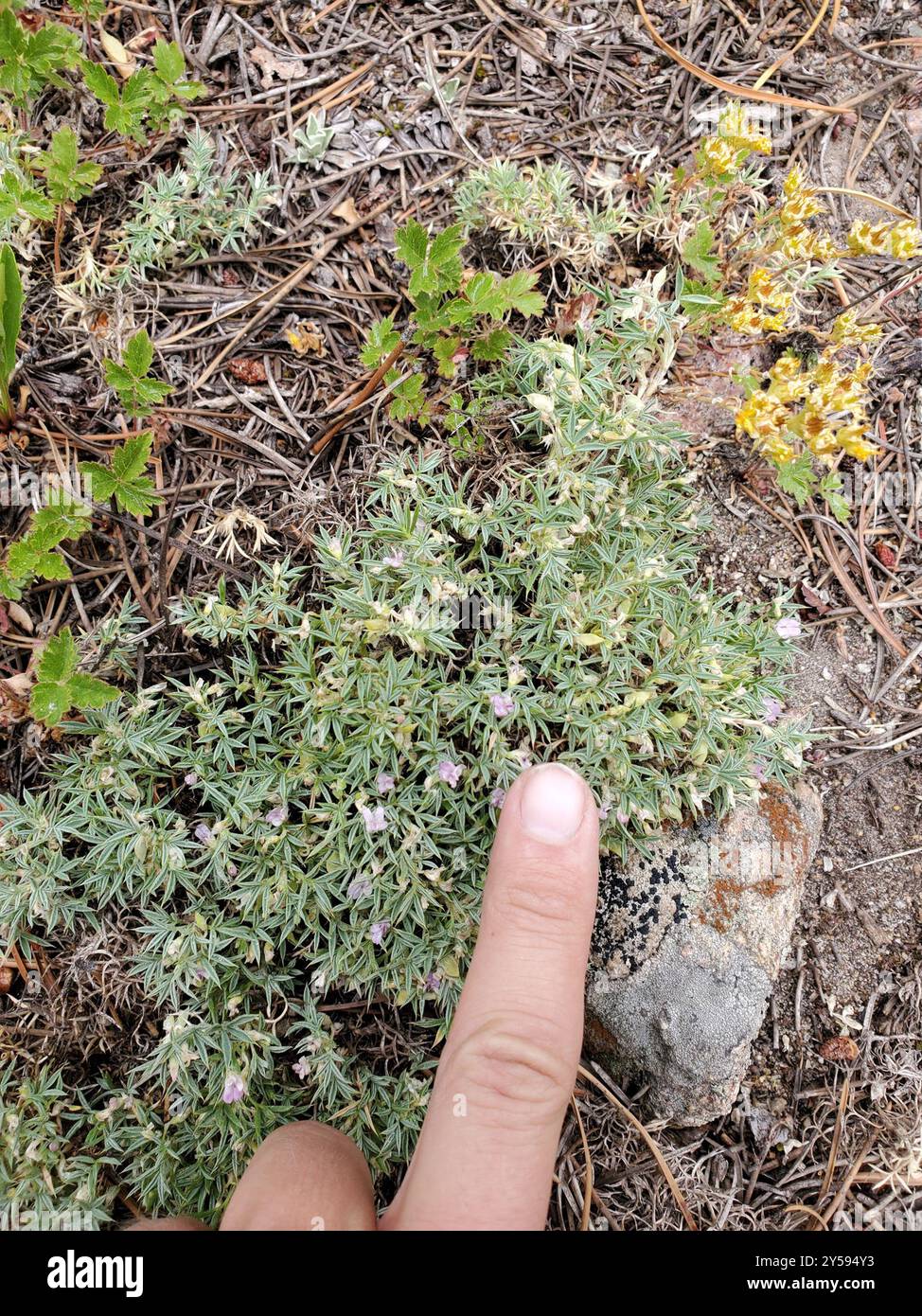Spiny Milkvetch (Astragalus kentrophyta) Plantae Stock Photo - Alamy