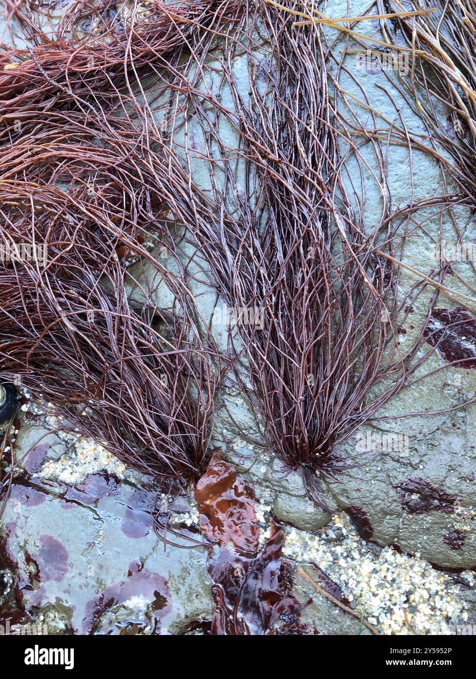 red sea spaghetti (Gracilariopsis andersonii) Plantae Stock Photo - Alamy