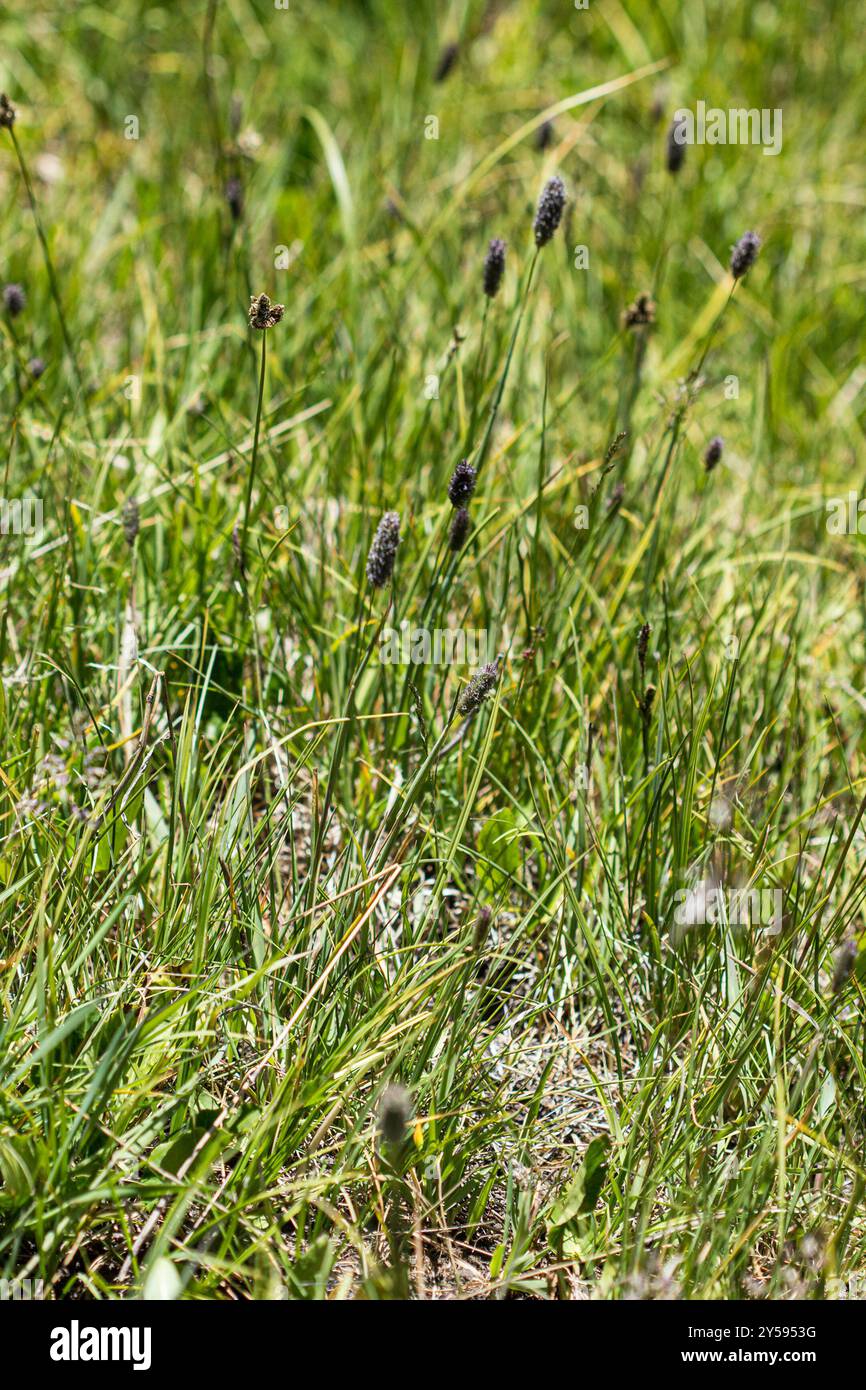 Alpine Timothy (Phleum alpinum) Plantae Stock Photo - Alamy