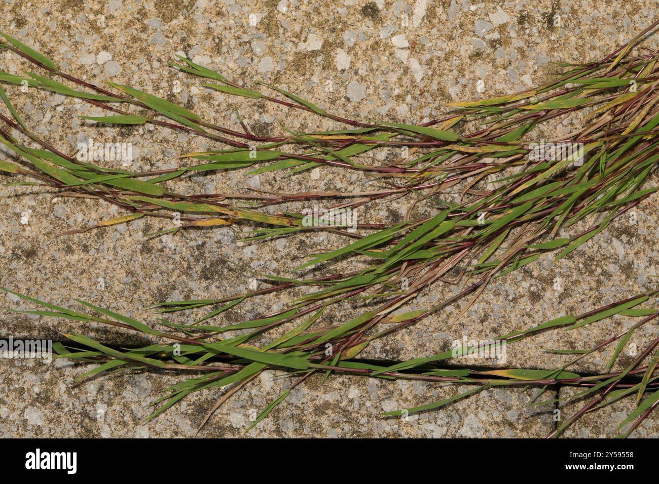 Creeping Bent (Agrostis stolonifera) Plantae Stock Photo - Alamy