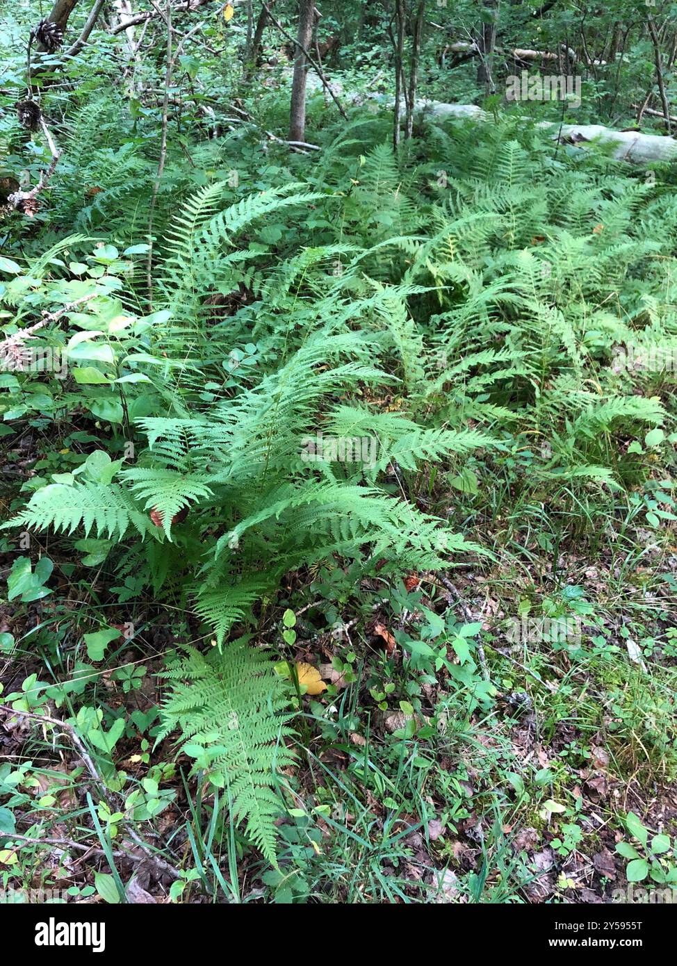 New York fern (Amauropelta noveboracensis) Plantae Stock Photo - Alamy