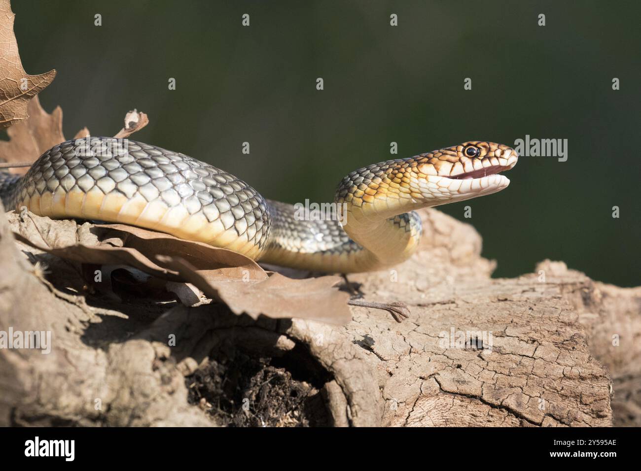 Side view of the front body of a jumping snake on a branch Stock Photo ...
