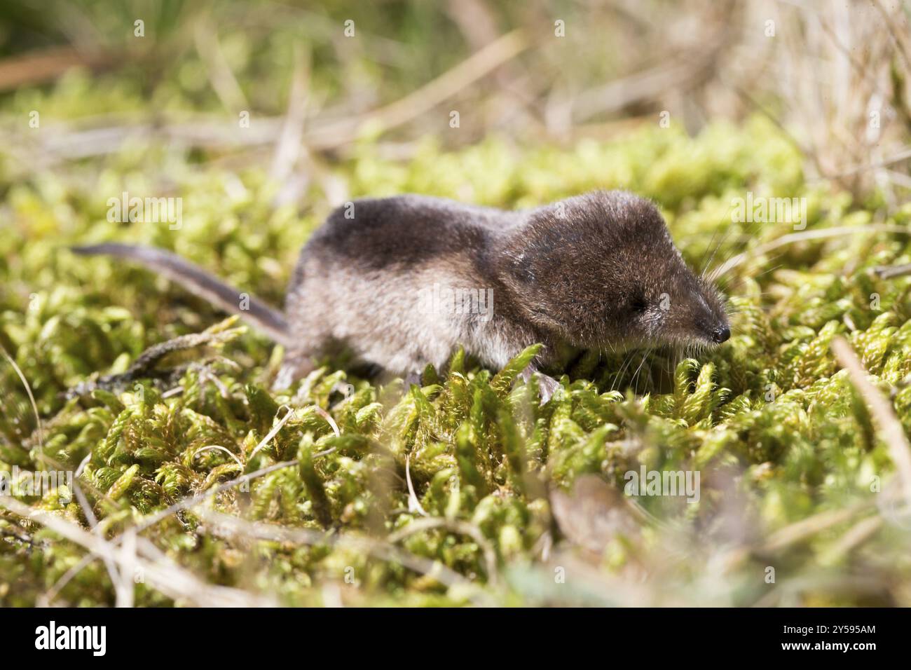 Pygmy shrew hi-res stock photography and images - Alamy