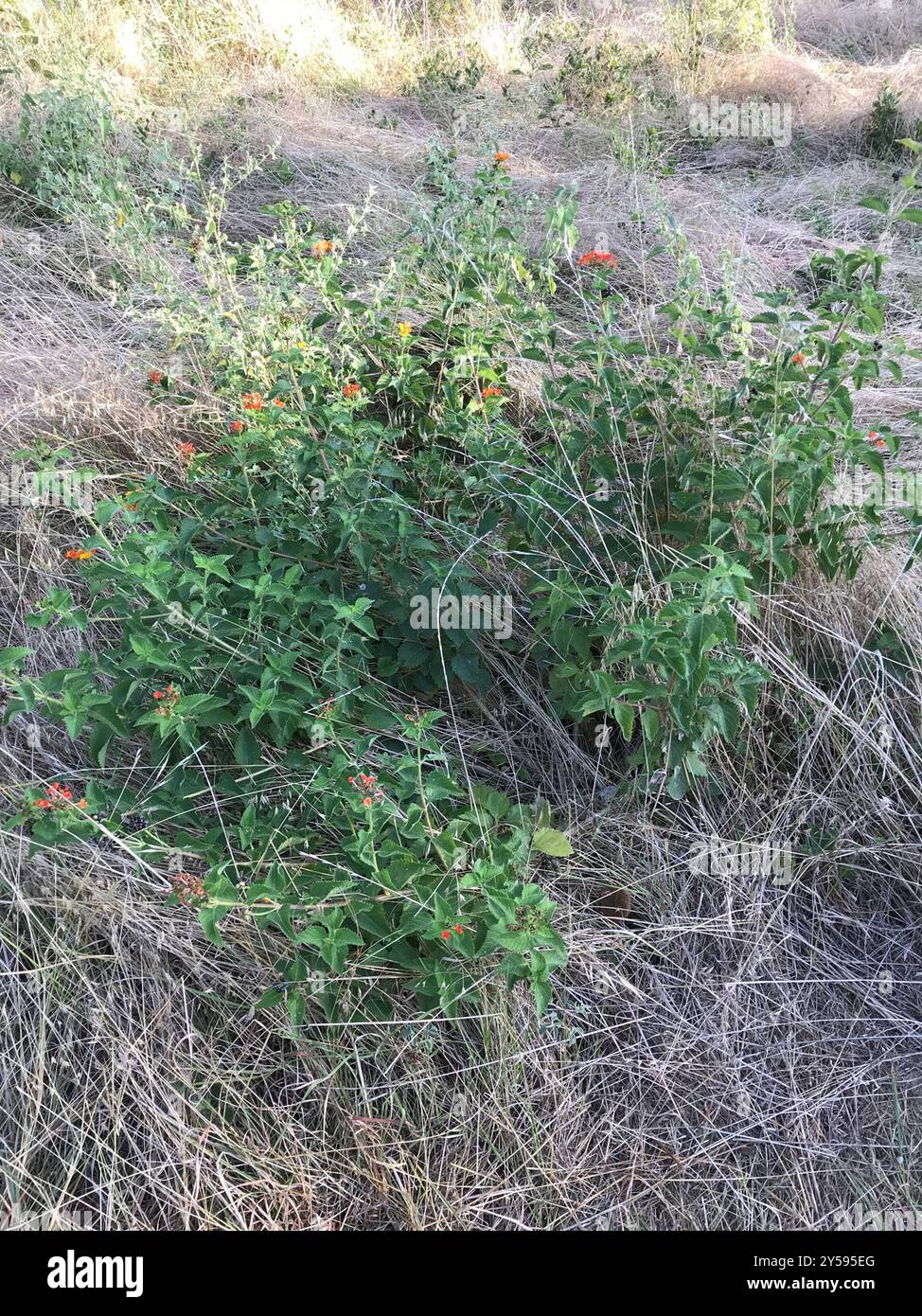 Texas lantana (Lantana urticoides) Plantae Stock Photo - Alamy
