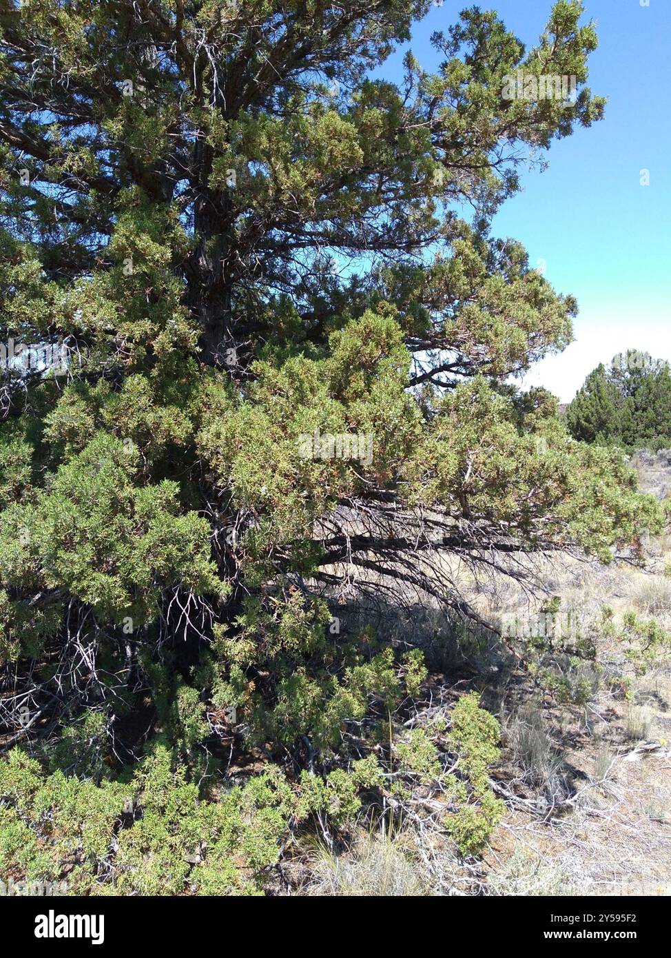 western juniper (Juniperus occidentalis) Plantae Stock Photo - Alamy