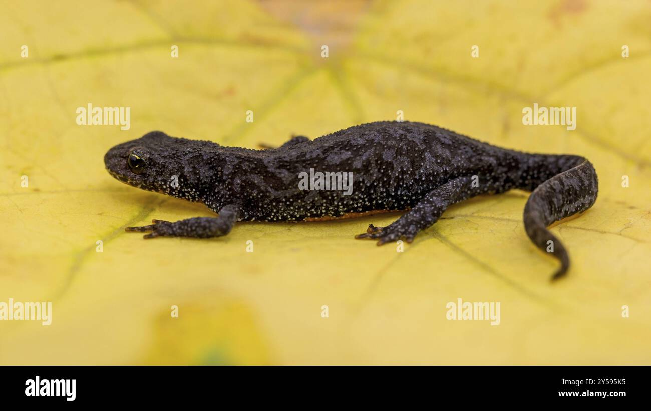 Side view of a female alpine newt during the landing phase Stock Photo ...