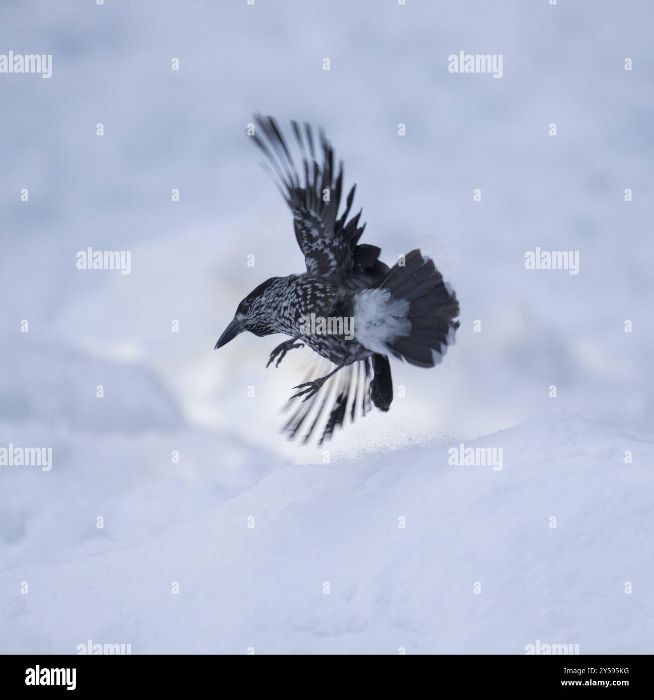 Nutcracker in flight in side view in front of snow Stock Photo - Alamy