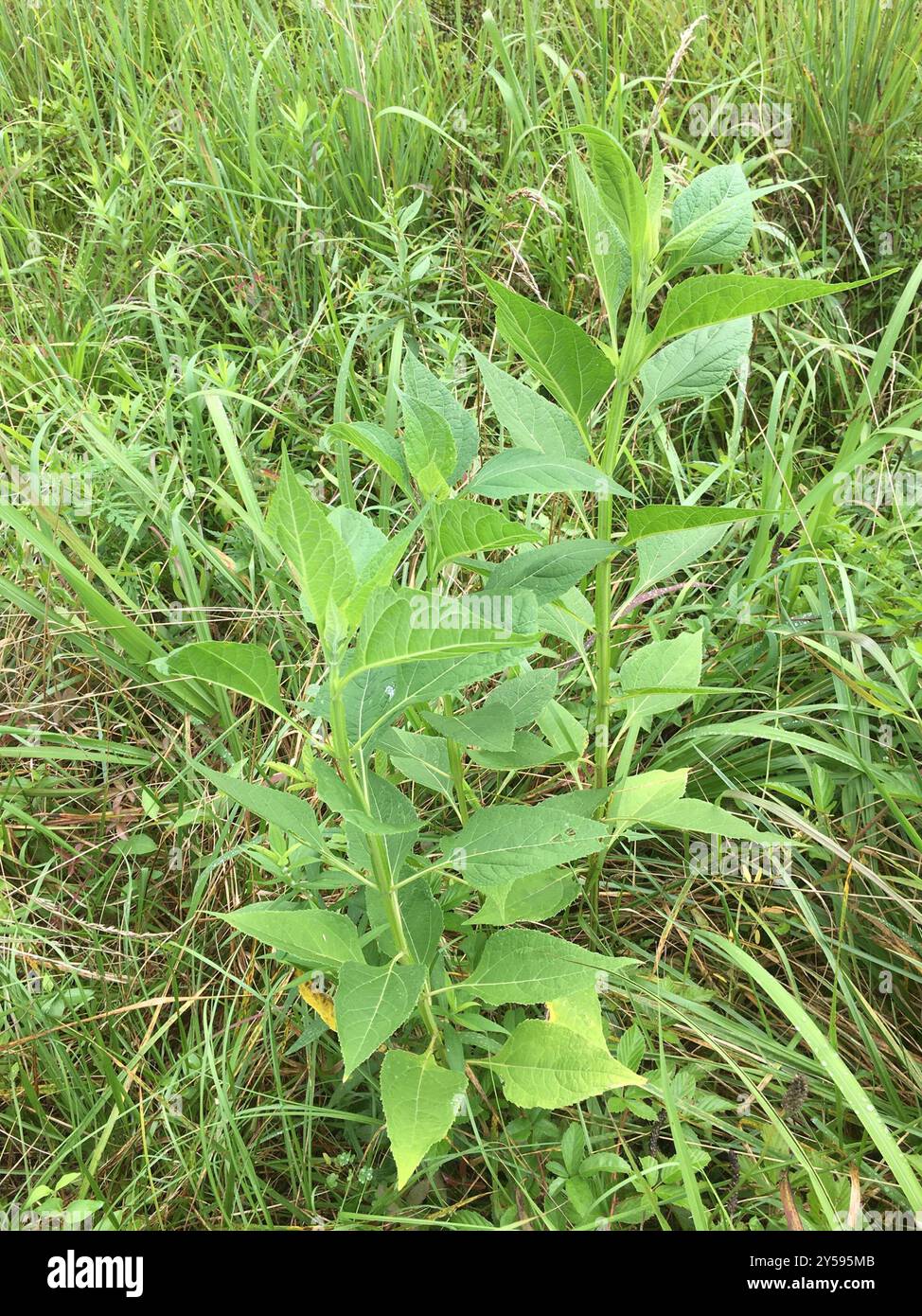 Yellow Crownbeard (Verbesina occidentalis) Plantae Stock Photo - Alamy