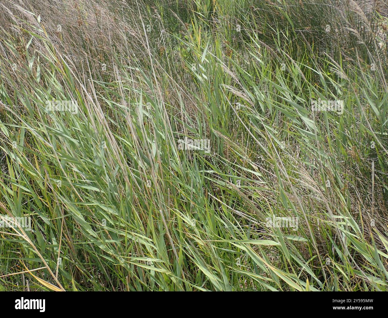 common reed (Phragmites australis) Plantae Stock Photo - Alamy