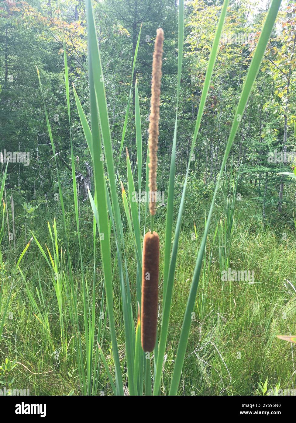 narrow-leaved cattail (Typha angustifolia) Plantae Stock Photo - Alamy