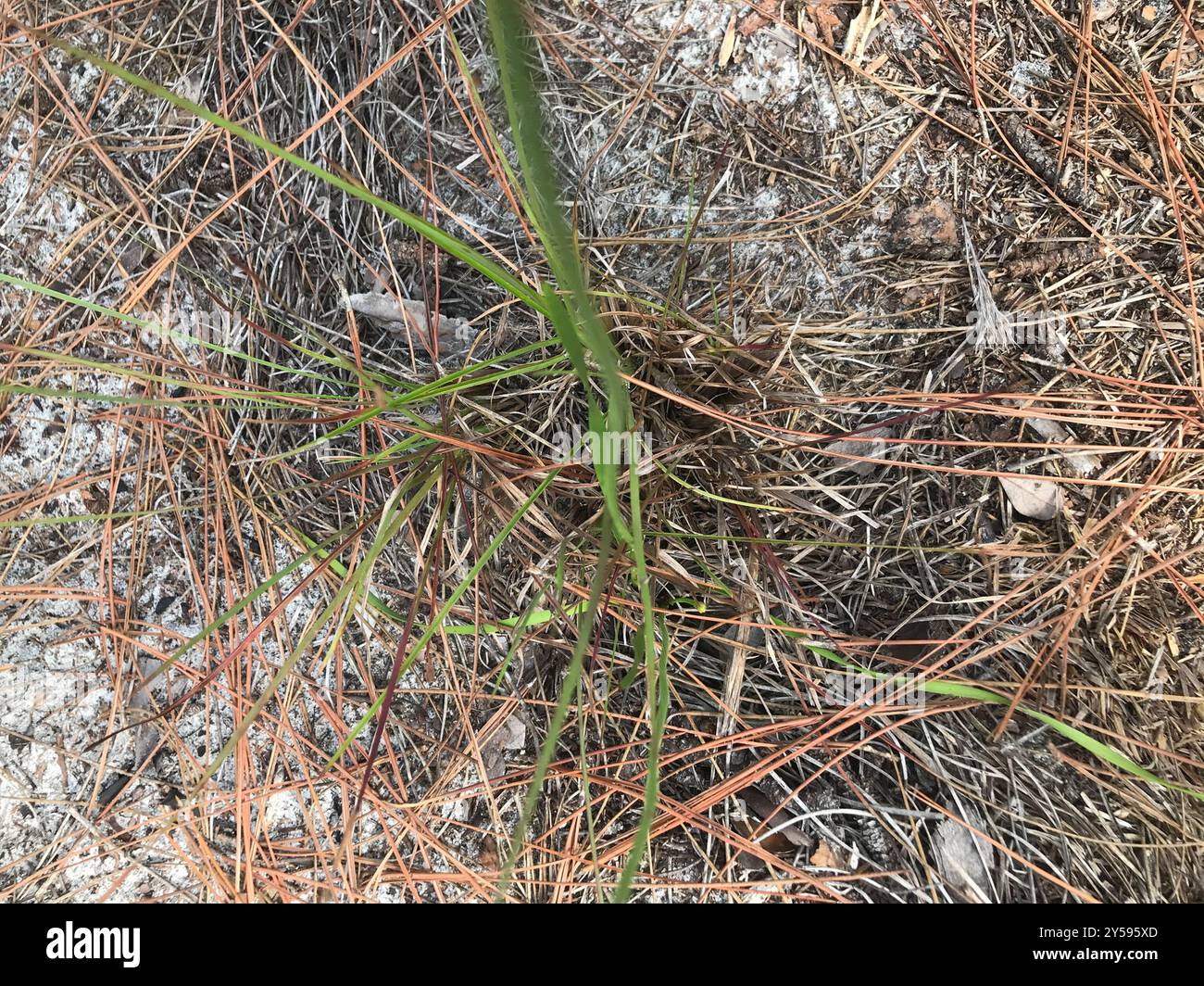 Carolina Yellow-eyed Grass (Xyris caroliniana) Plantae Stock Photo - Alamy