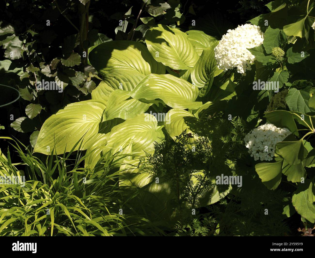 Hosta plantain lily funkia hostas hi-res stock photography and images ...