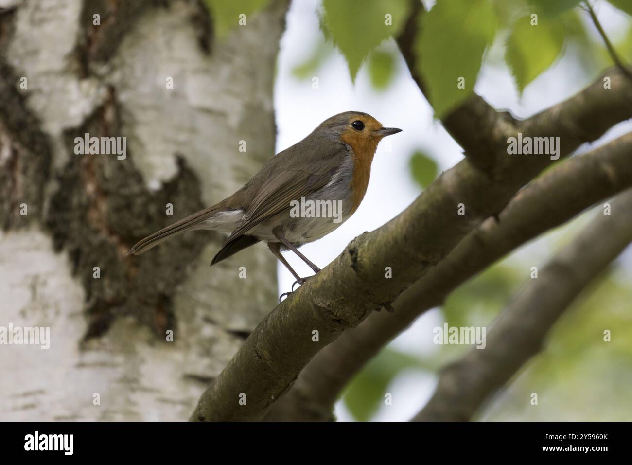 Side view of a robin sitting on a birch branch Stock Photo - Alamy