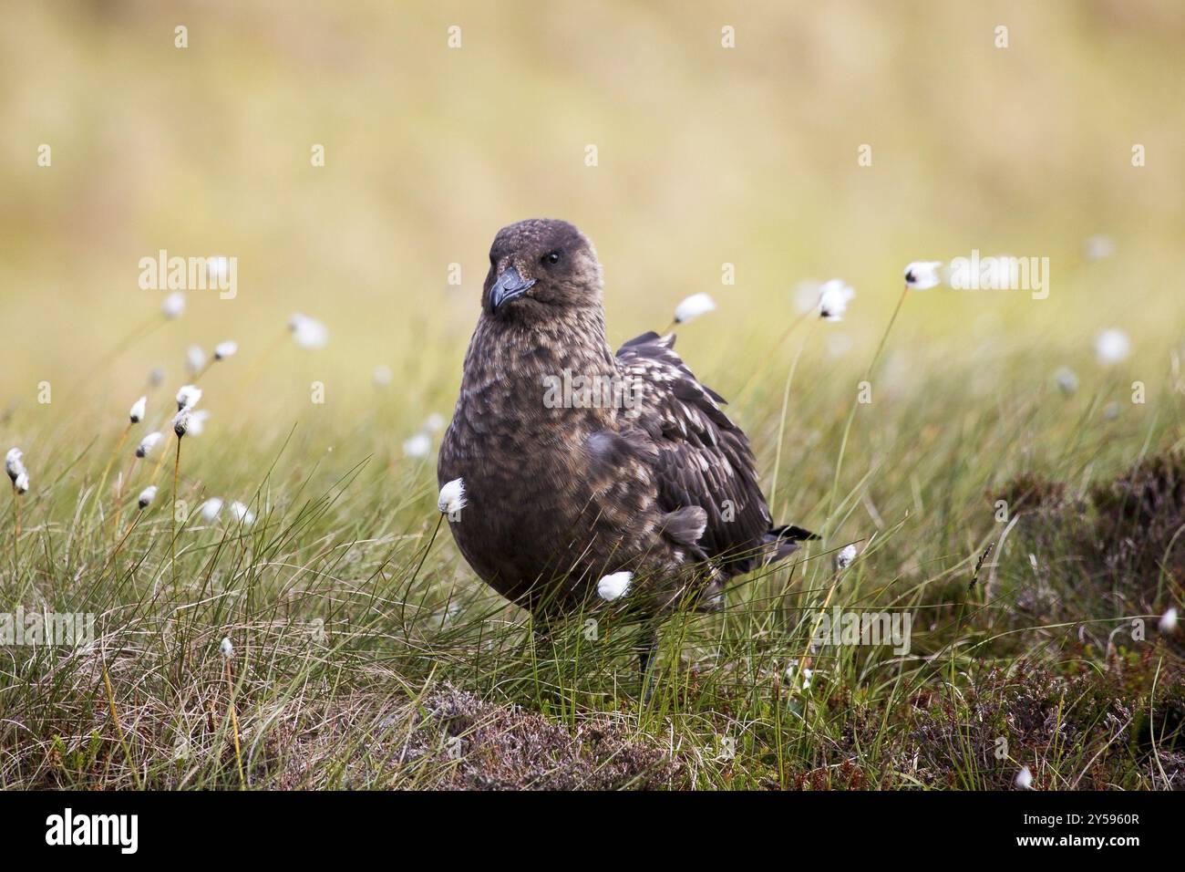 A Great skua guards its nest on the bird island Runde Stock Photo - Alamy