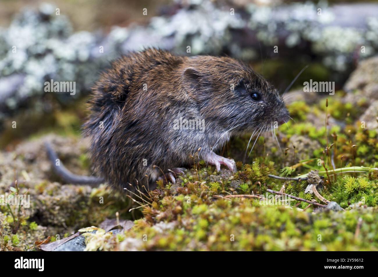 Side view of a sitting grey bank vole from Norway Stock Photo - Alamy