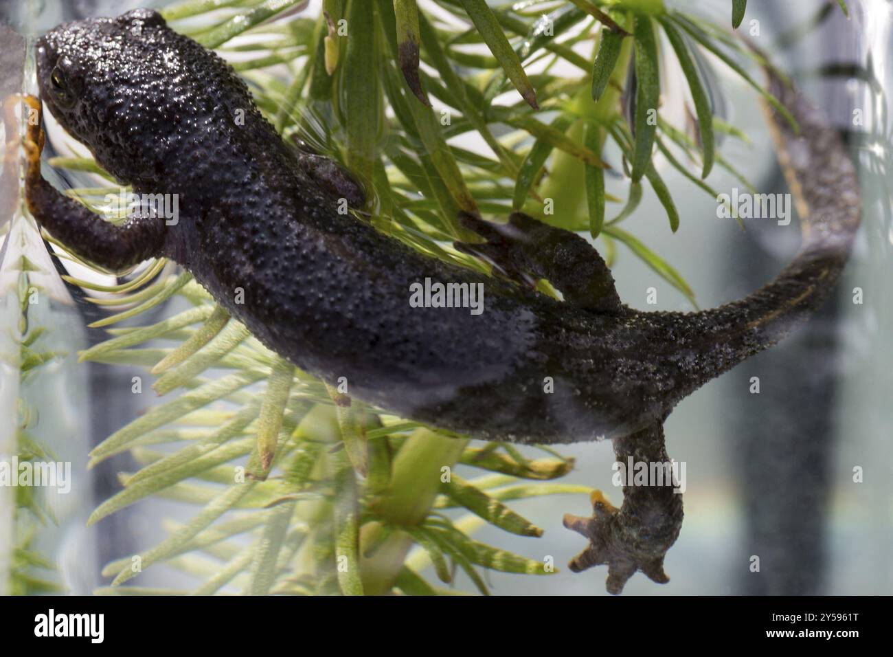 True bird's eye view hi-res stock photography and images - Alamy