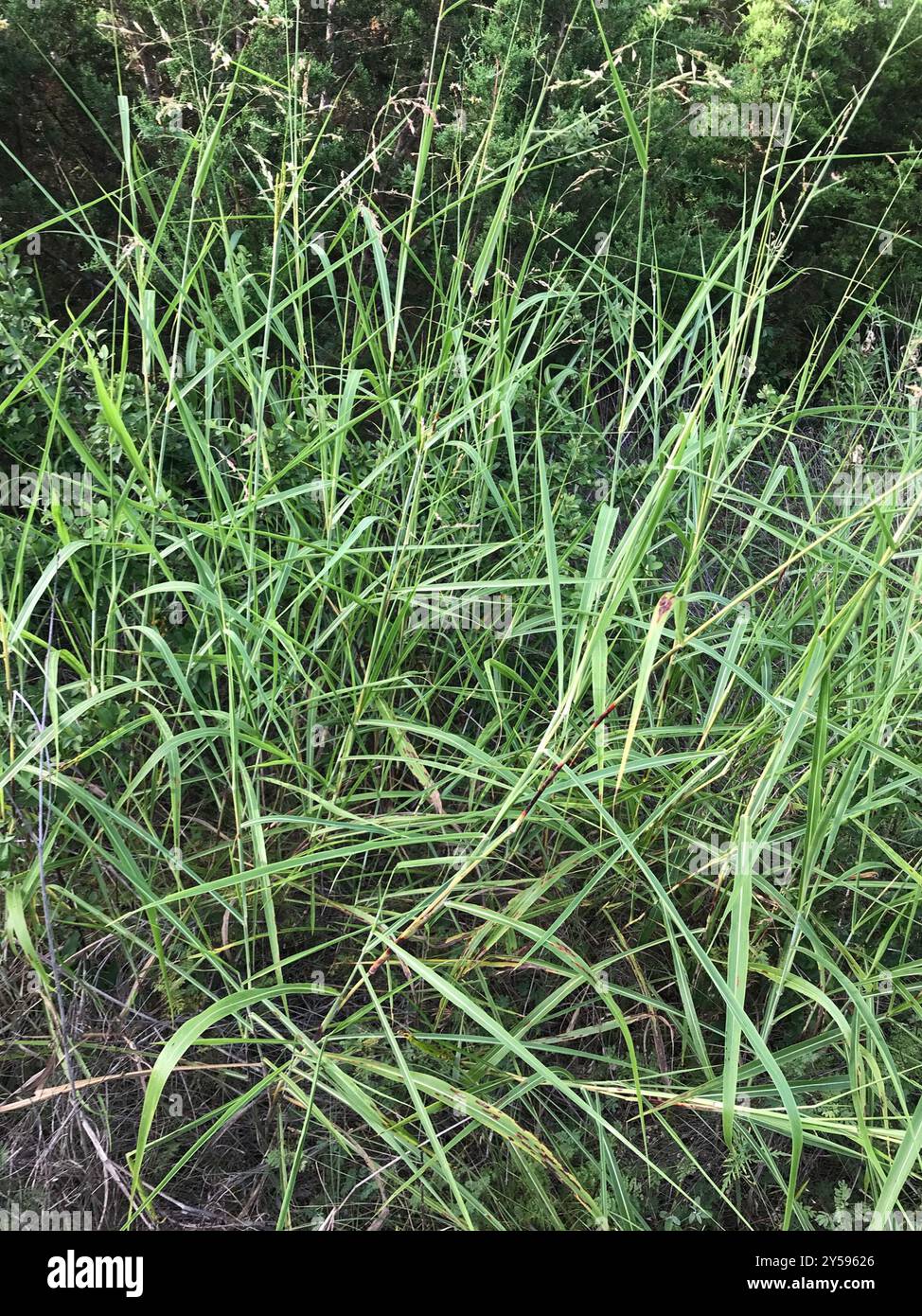 Johnson grass (Sorghum halepense) Plantae Stock Photo - Alamy